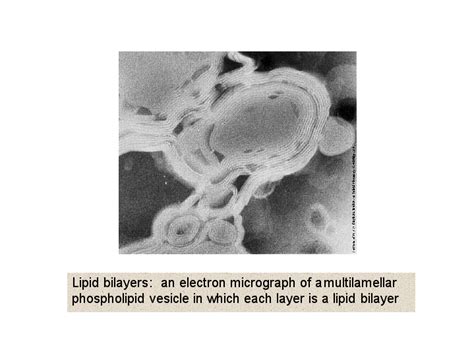 Lipid Bilayers An Electron Micrograph Of A Multilamellar Phospholipid