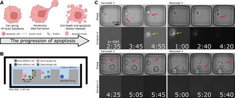 Figure 1 From Automated Detection Of Apoptotic Bodies And Cells In Label Free Time Lapse High