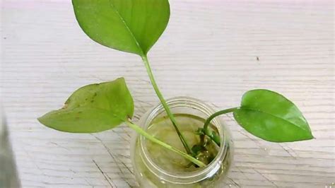 花艺达人教你：怎么水培绿萝，疯狂长出根系，生长茂盛！值得收藏生活园艺好看视频