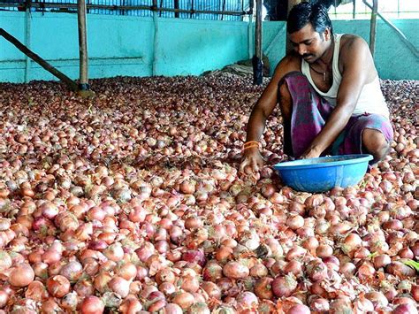 MP: Farmers in tears as onion prices crash after high output - Hindustan Times