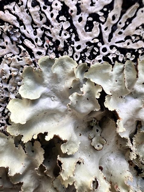 Pseudocyphellaria Glabra From Tongariro National Park Tongariro National Park Manawatū