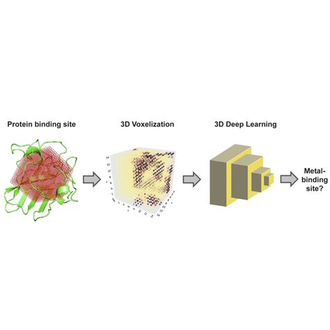 An Ensemble 3d Deep Learning Model To Predict Protein Metal Binding