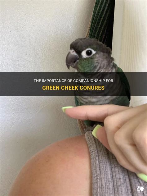 The Importance Of Companionship For Green Cheek Conures Petshun