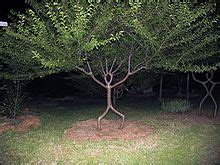 Tree Wikipedia