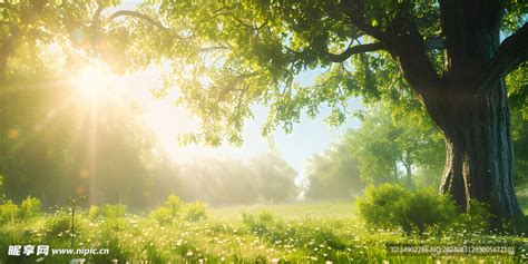 阳光明媚摄影图 自然风景 自然景观 摄影图库 昵图网