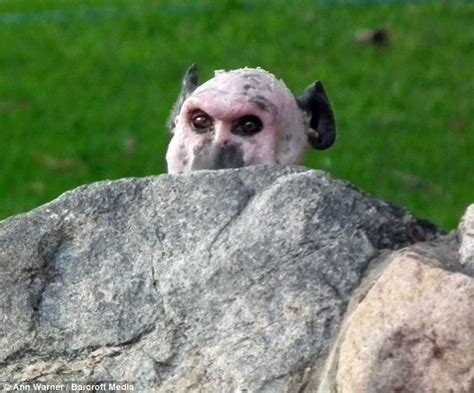 Hairless Female Baboon Spotted Alone In The Bush After Being Rejected By Her Troop Daily Mail