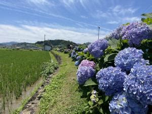 2024四万十川花紀行 あじさい開花情報 四万十市公式ホームページ