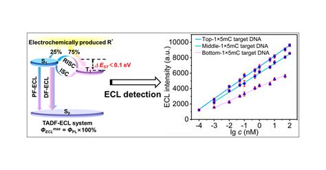 Electrochemiluminescence Of Polymer Dots Featuring Thermally Activated Delayed Fluorescence For