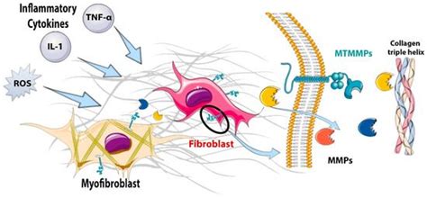 Fibroblasts Myofibroblasts Cellsmdpi Cellbiology Cells Mdpi