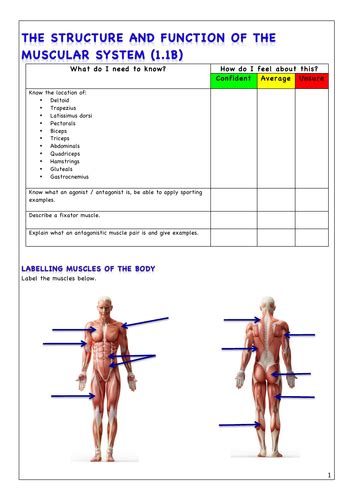 Gcse Pe Muscular System Levers Planes And Axis Revision Pack Teaching Resources