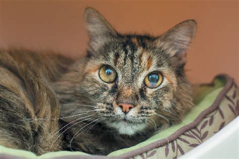 Blocco Intestinale Nel Gatto Anziano Come Riconoscerlo E Cosa Fare