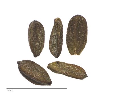 Cyperus Phleoides Var Hawaiiensis Seeds Of Hawaii
