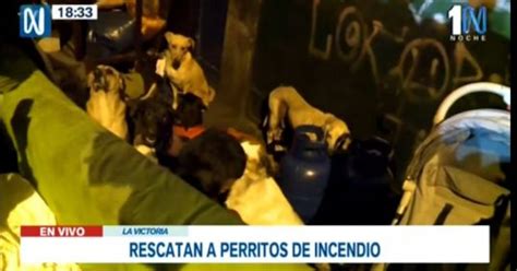 Incendio En Gamarra Hombre Arriesga Su Vida Para Rescatar A 20 Perros