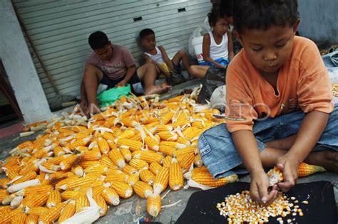 Biji Jagung Antara Foto