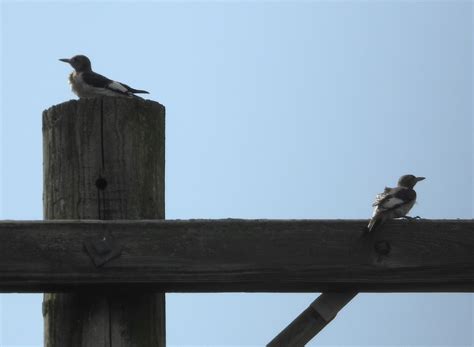 Ebird Checklist 17 Aug 2023 P Drive N Between 195 And 21 Mile 14