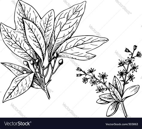 Plant Sassafras Royalty Free Vector Image Vectorstock Plant Sassafras Royalty Free Vector Image Vectorstock