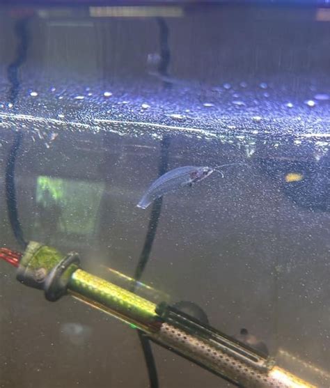 Tail Rot In Fish Causes Treatment And Prevention Tips