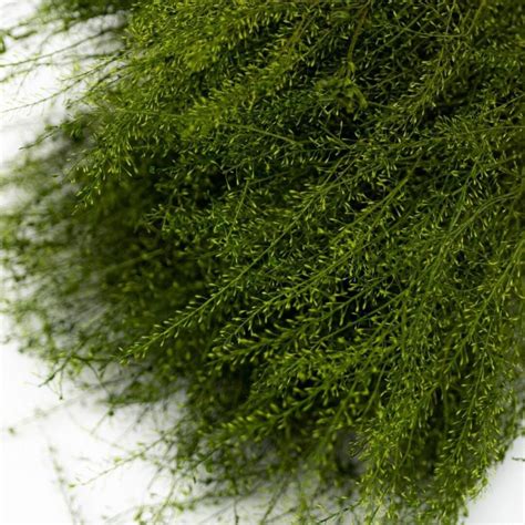 Preserved Lepidium Stem Green Diy Floral Arrangement Supply Etsy