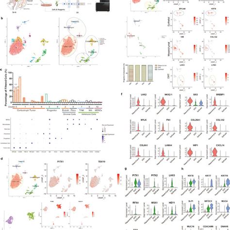 Single Cell RNA Sequencing ScRNA Seq Analysis Of Surgically Resected Download Scientific