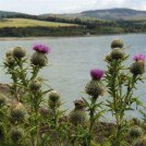 Stream Barbara Mccuin Mcgaughey Music Listen To Songs Albums