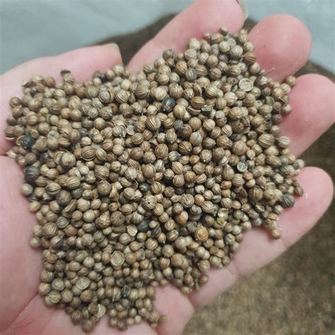 Jual Ketumbar Hitam 1 Kg Asli Murni Kualitas Premium Shopee Indonesia
