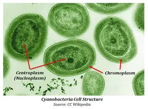 Blue Green Algae Cell Cell Structure Of Cyanobacteria As Well As