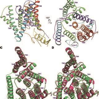 A The 9 TM Architecture Of PS2 Modelled Using Cryo EM Structures Of