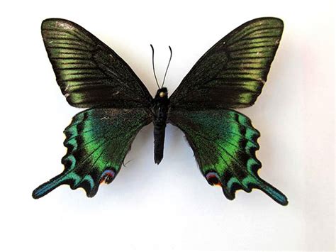 Papilio Maackii Maackii Spring A
