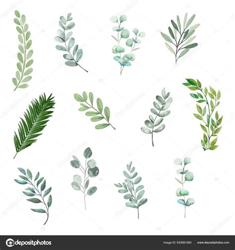 Set Watercolor Green Leaves Elements Collection Botanical Vector