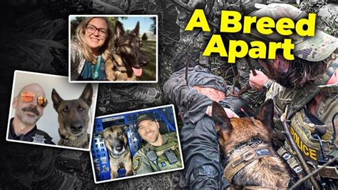 Celebrating K9 Yoda We Speak To Fellow K9 Officers And Their Handlers