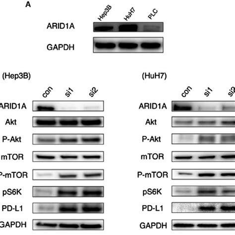 Knockdown Of Arid1a Increases The Protein Levels Of Pd L1 Through