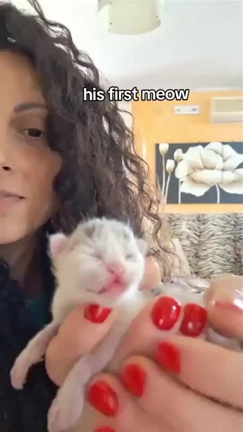 Tried To Reorganise My Folders And Lost My Cat Honks And Cats Crying