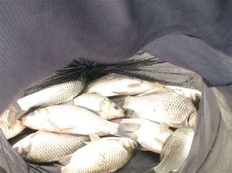 예당 정자나무좌대 Band