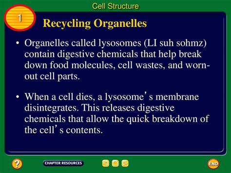 Chapter Cells Section Cell Structure Section Viewing Cells Ppt