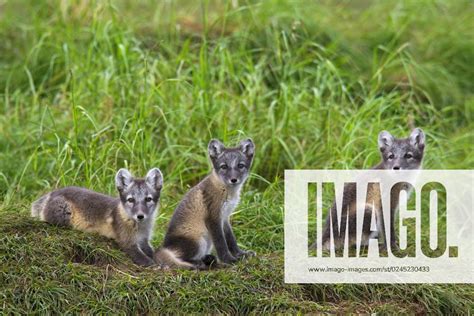 Polarfuchs Im Sommer