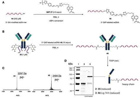 A Modification Of 5 Thio SsDNA GGAGACCCTATAGTGAGTCGTATTAAGGT 5 To