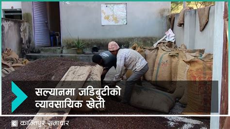सल्यानमा जडिबुटी खेती विस्तार Kantipur Samachar Youtube