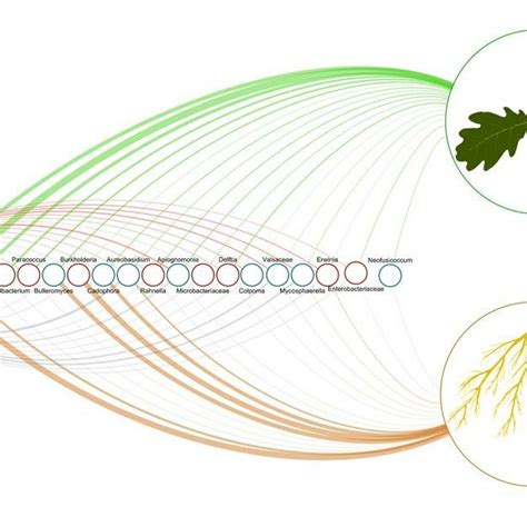 Sunburst Plot Showing The Most Abundant Fungal A And Bacterial B