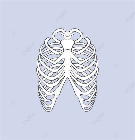 Bone Anatomy Vector Design Images Sternum Bones Body Biological