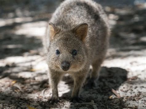 Where Does The Quokka Live What You Need To Know About This Adorable
