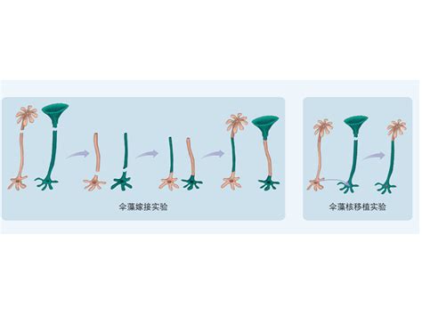伞藻嫁接实验和核移植实验示意图 生物 高中必修1 分子与细胞 （人教版新）备课资源贝壳网
