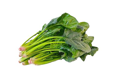 【ほうれん草】夏と冬で栄養に違いはある！？根元の赤い部分にはどんな栄養があるの？ 栄養士ライター解説 Lasisa（らしさ・ラシサ）