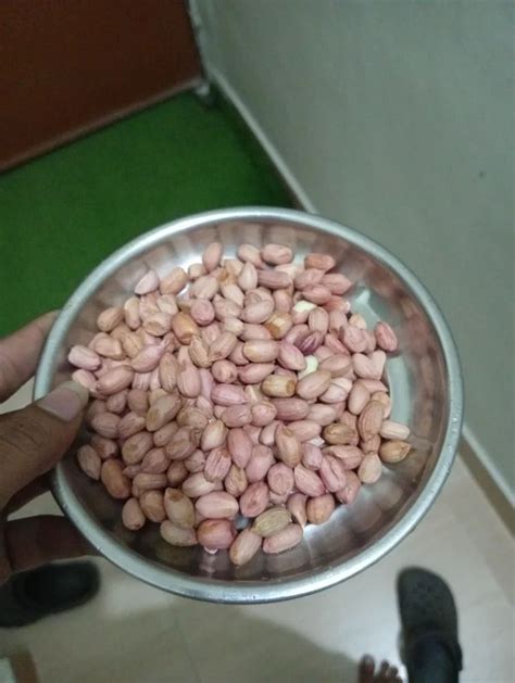 With Shell Groundnut 250 G At ₹ 65 Kg In Karera Id 2855319493662