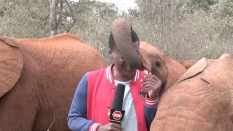 Cuteness Alert Baby Elephant Interrupts Kenyan Reporter During A Piece