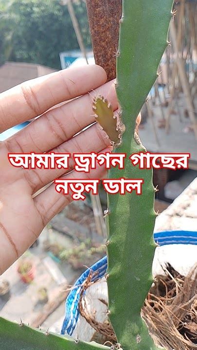 🌳 ছাদ বাগান 🪴shorts Garden Nature Viralshort Flowers Farming