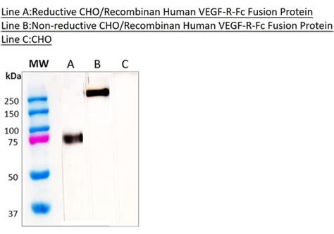 Human Vegf R Neutralizing Antibody Mouse Monoclonal [ma251n 100 Or