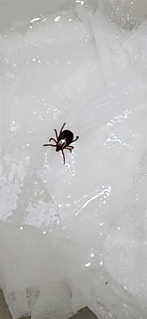 Tick Or Spider R Whatsthisbug