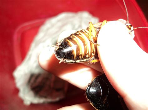 Brag About Your Pets Blaptica Dubia Cockroach