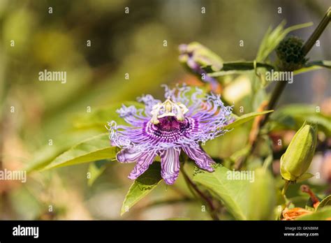 Purple Passion Flower Passiflora Caerulea On A Vine In A Garden In