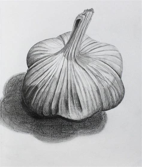 Garlic Drawing